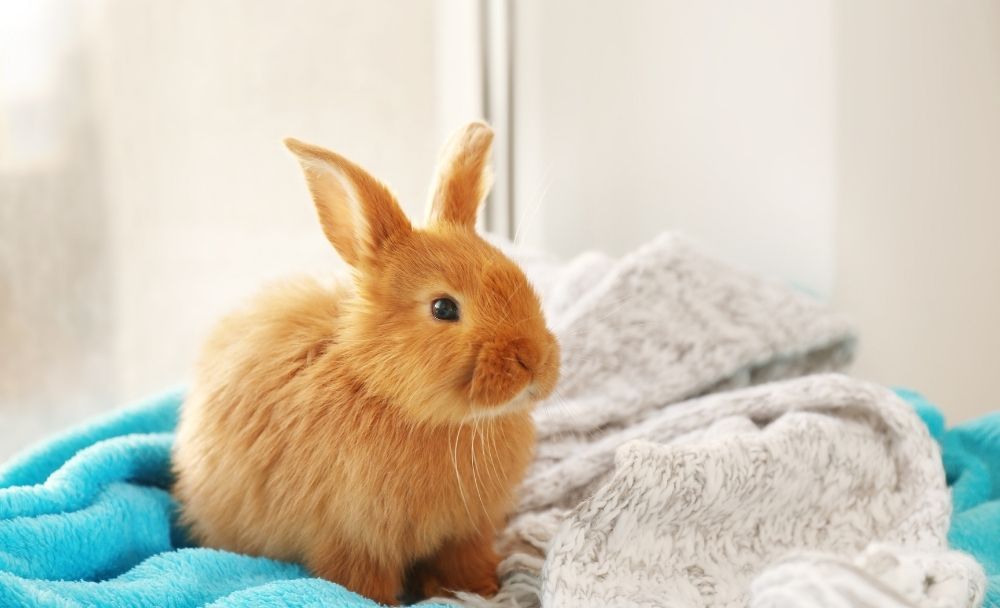 Can Rabbits Have Blankets In Their Cage Just Hutches Can Rabbits Have Blankets In Their Cage Just Hutches