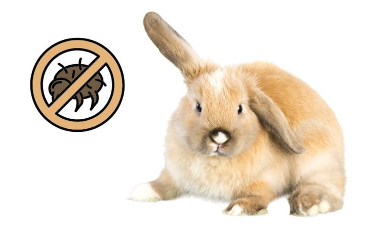 Rabbit Ear Mites: Causes, Symptoms and Treatment (at home)