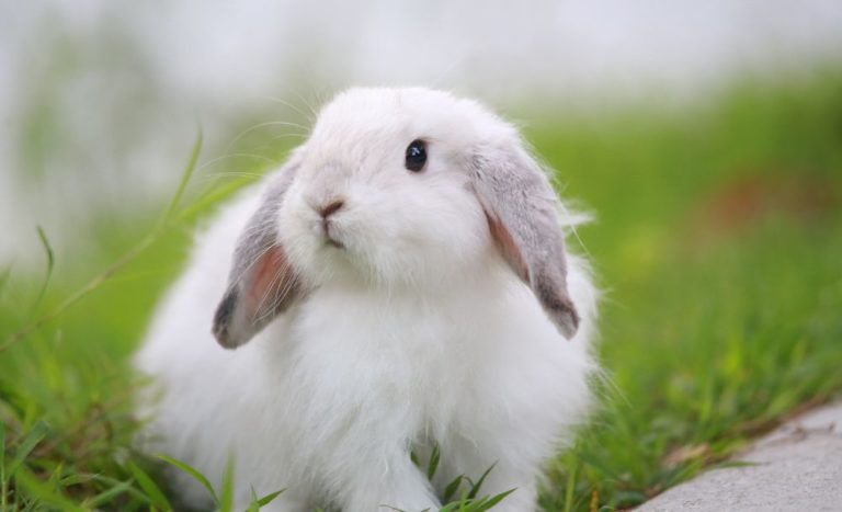 Rabbit Ear Mites: Causes, Symptoms and Treatment (at home)