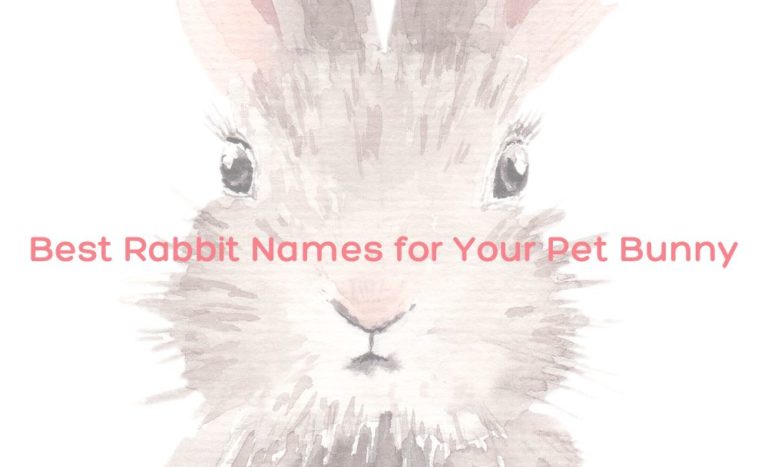 220 Best Rabbit Names for a Pet Bunny (Popular, Funny, Cute)