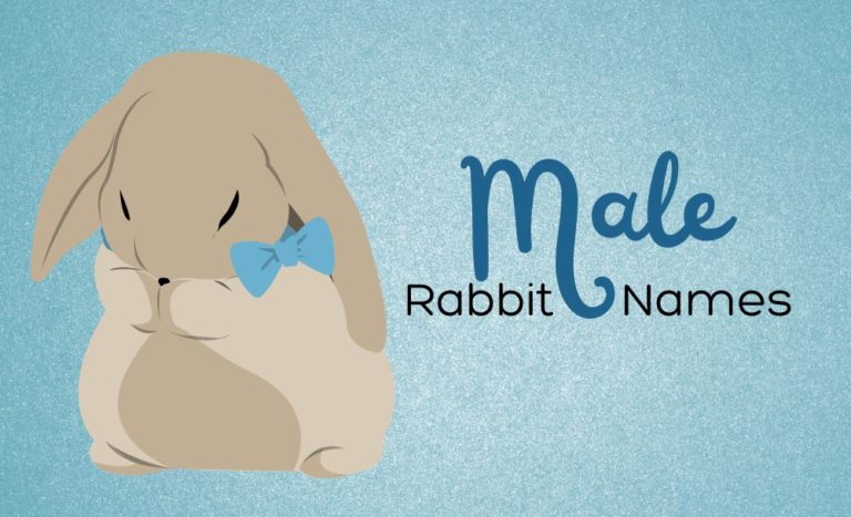 220 Best Rabbit Names for a Pet Bunny (Popular, Funny, Cute)