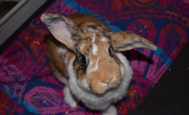 Rabbit Parasites: Causes, Treatment and How to Avoid