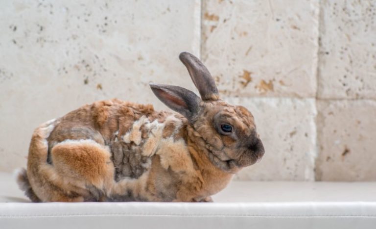Rabbit Parasites: Causes, Treatment and How to Avoid